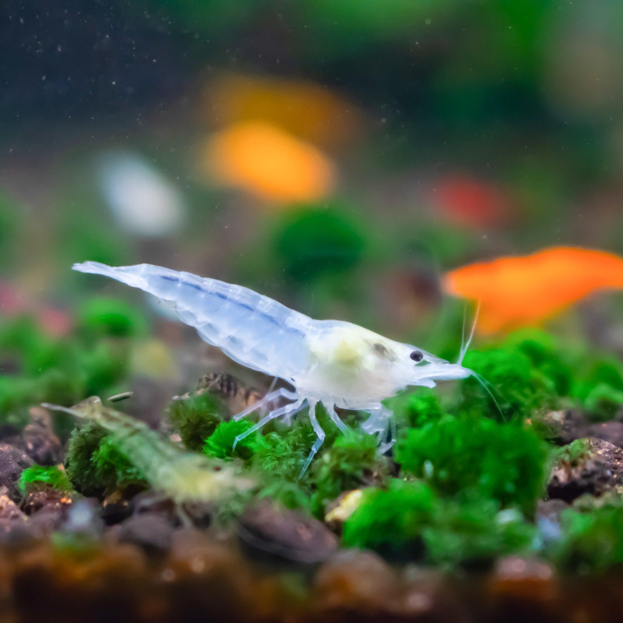 Tropicflow | Snowball Neocaridina Shrimp