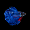 Tropicflow | Super Blue Halfmoon Male Betta Fish