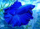 Tropicflow | Super Blue Halfmoon Male Betta Fish