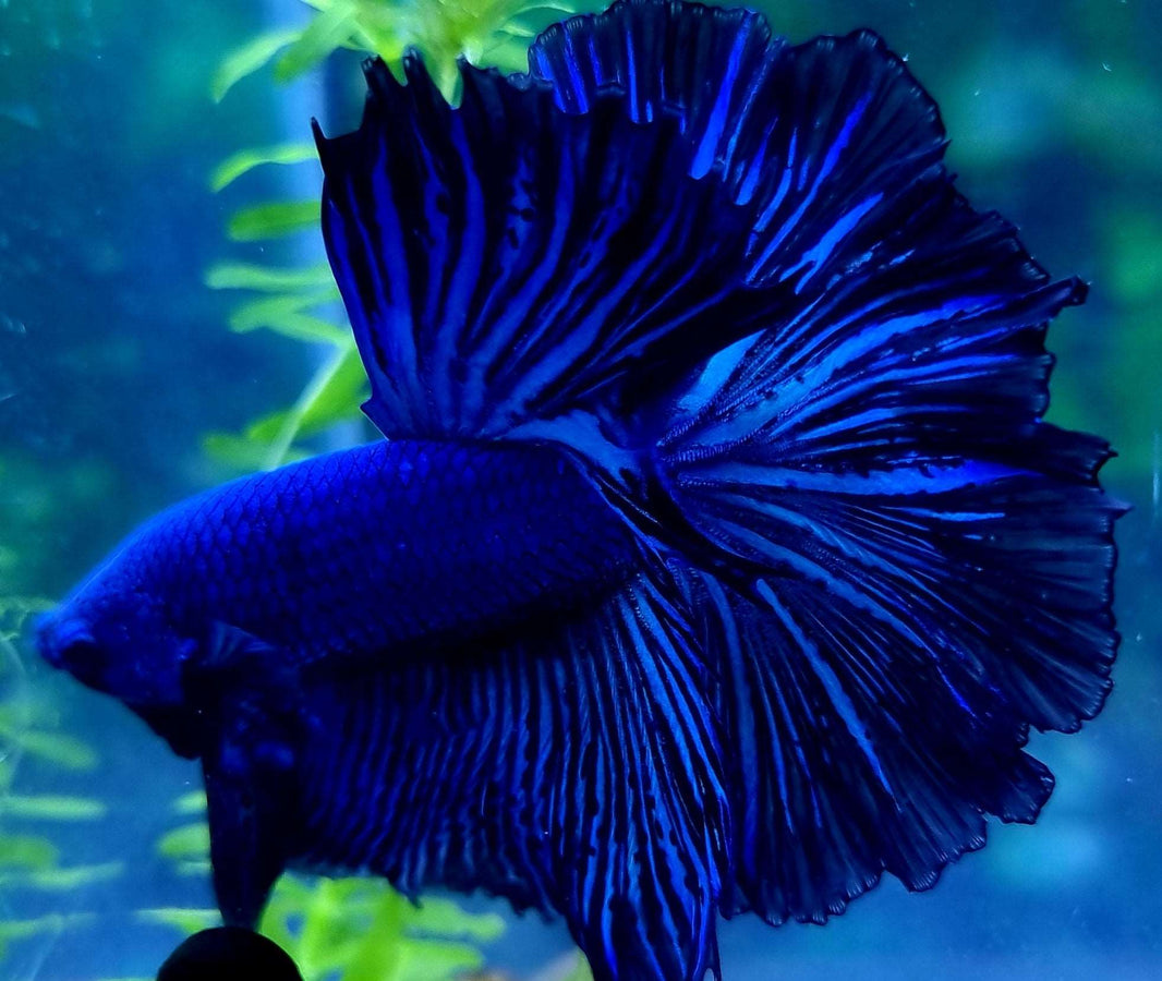Exquisite Halfmoon Male Betta Fish - TropicFlow Collection – Tropicflow