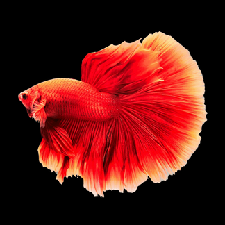 Tropicflow | Super Red Halfmoon Male Betta Fish