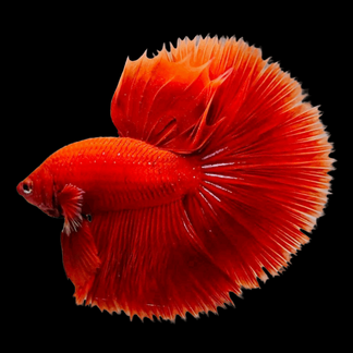 Tropicflow | Super Red Halfmoon Male Betta Fish