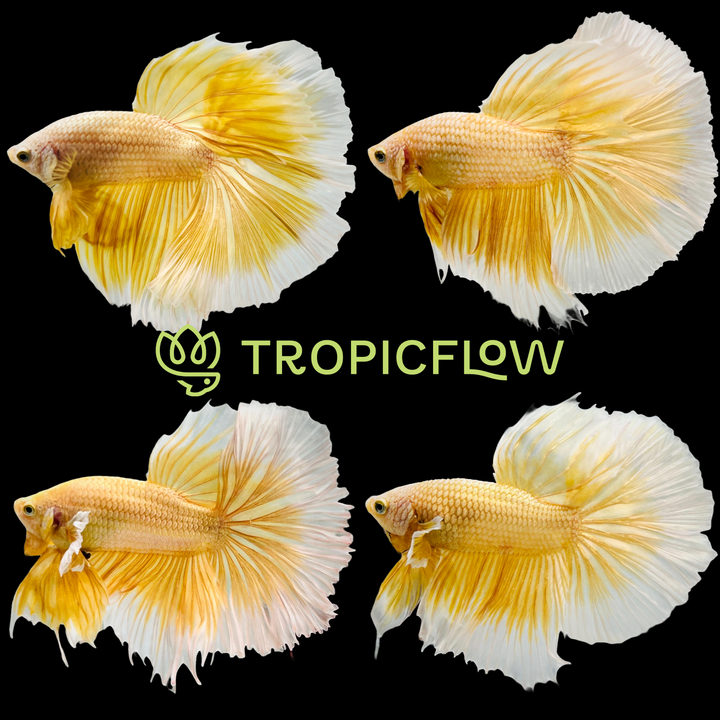 Exquisite Halfmoon Male Betta Fish - TropicFlow Collection – Page 2 – Tropicflow