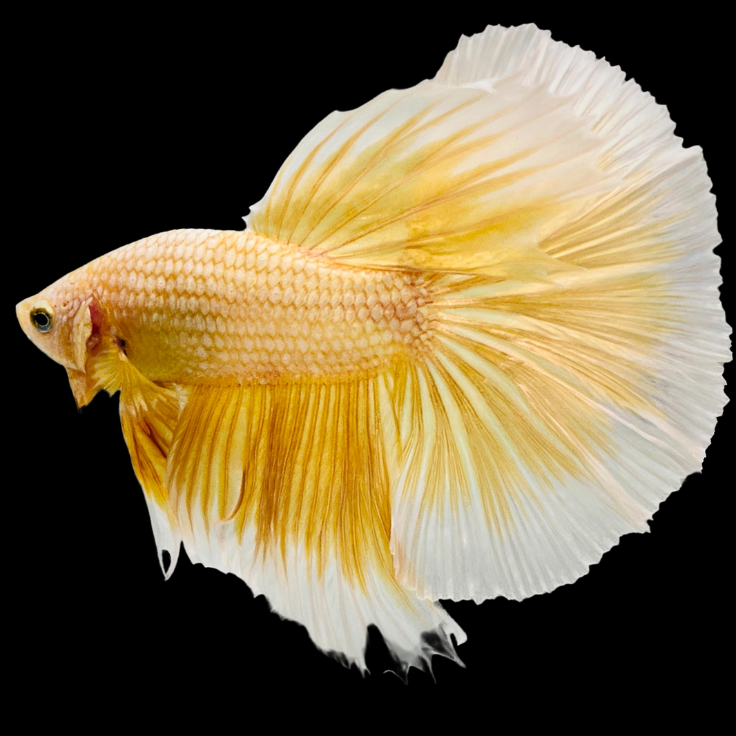 Male Betta Fish for Sale | Tropic Flow – Page 2 – Tropicflow