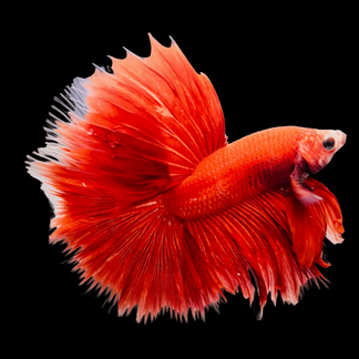 Tropicflow | Super Red Halfmoon Male Betta Fish