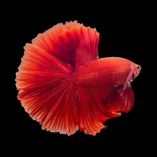 Tropicflow | Super Red Halfmoon Male Betta Fish