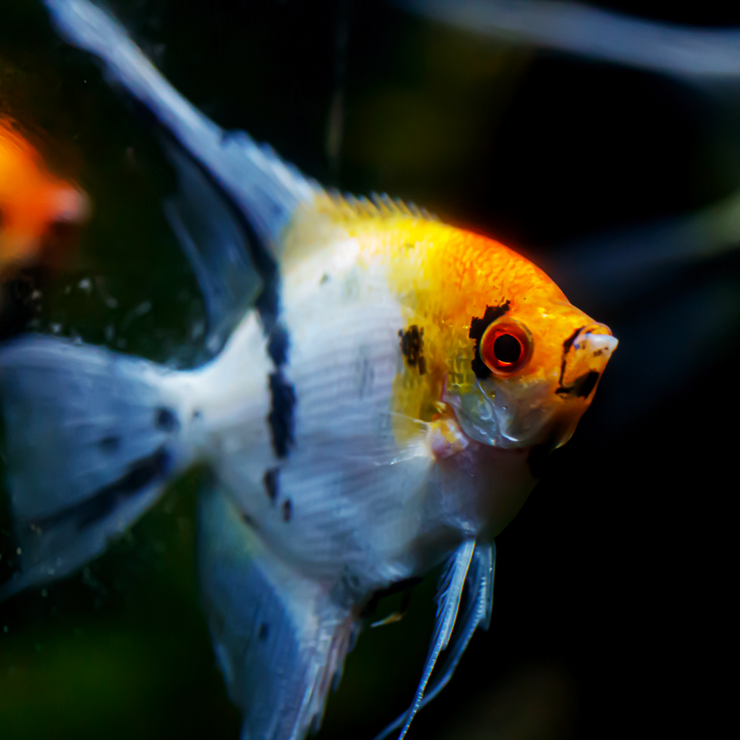 Tricolor Angelfish