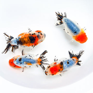 Tricolor Calico Ranchu Goldfish | Grower Pick