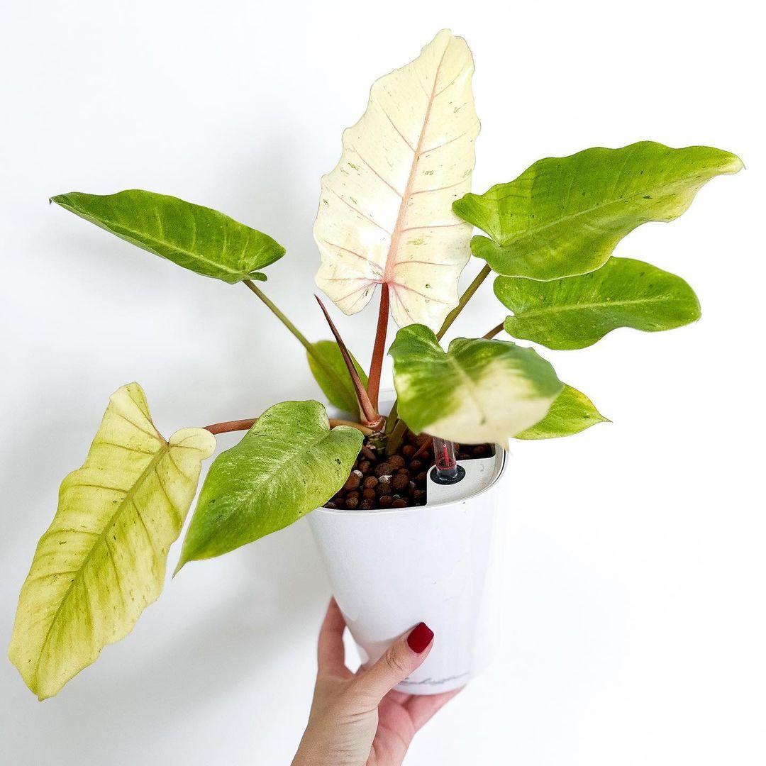 Shop Variegated Philodendron Snowdrift Tissue Culture Plant – Tropicflow