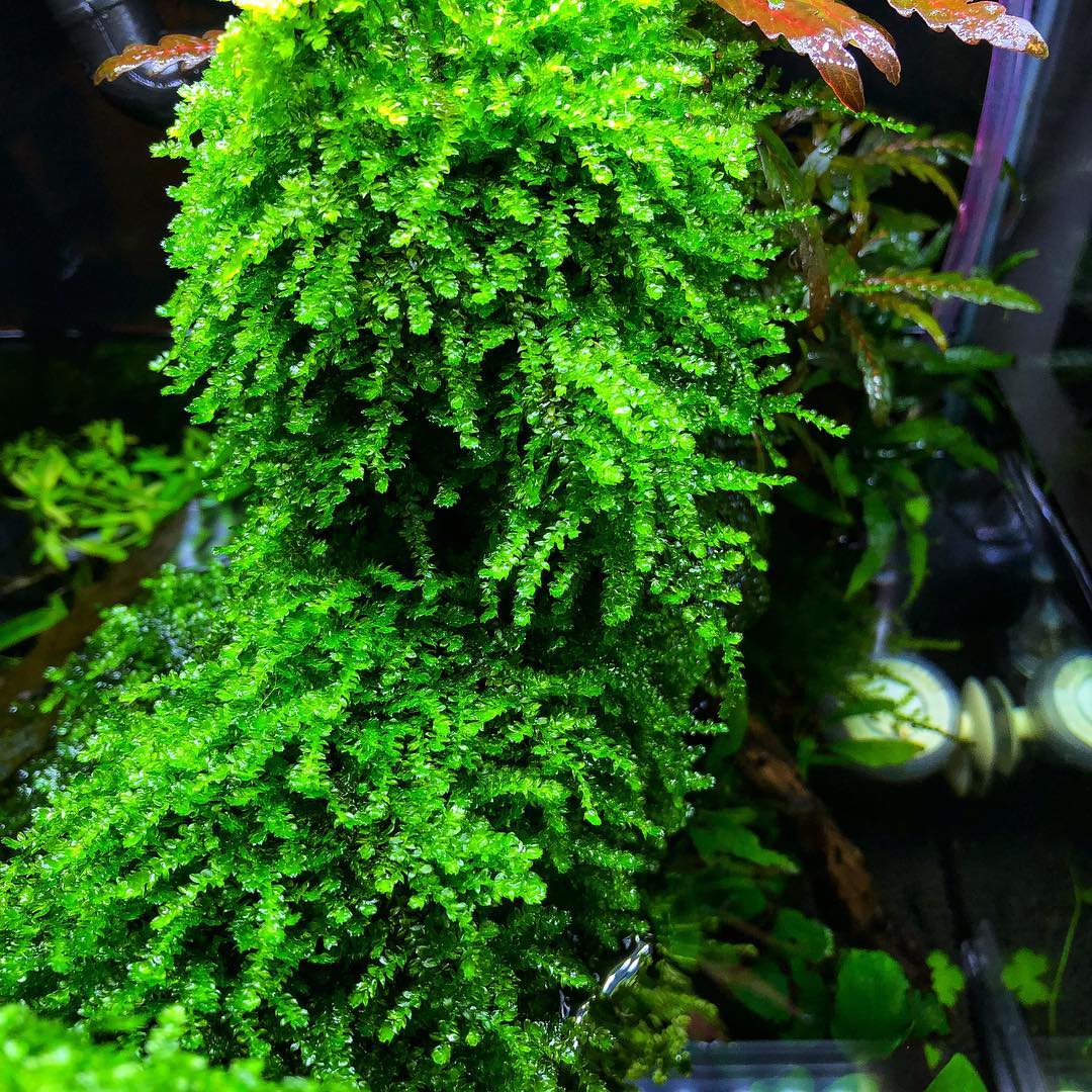 Weeping Moss - Elegant Aquarium Plant for Stunning Aquascapes – Tropicflow