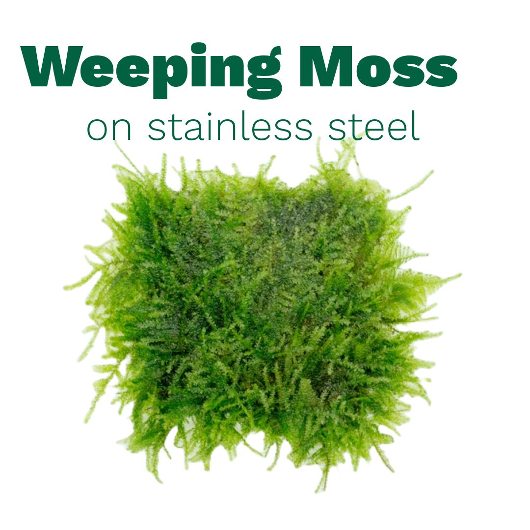 Weeping Moss on Stainless Steel - Effortless Aquarium Decoration ...