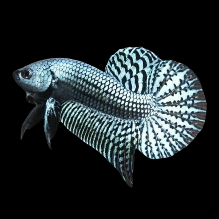 Shop Plakat Bettas: Discover Hardy & Colorful Aquarium Stars – Page 2 ...