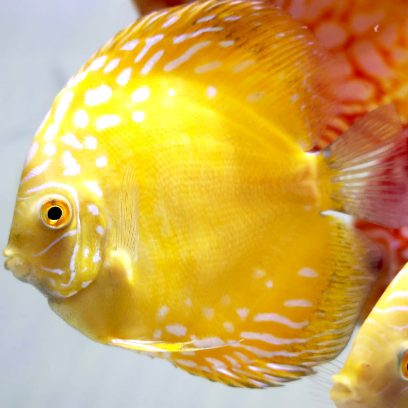Yellow Marlboro Discus Fish – Tropicflow