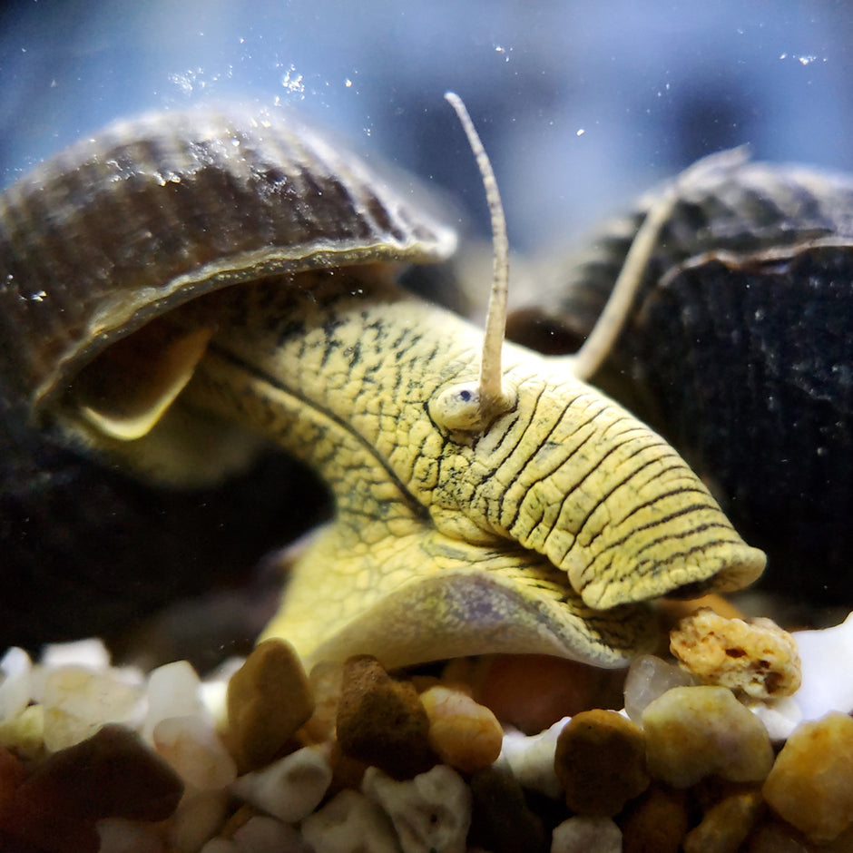 The Snail Spot Freshwater Wonders – Tropicflow