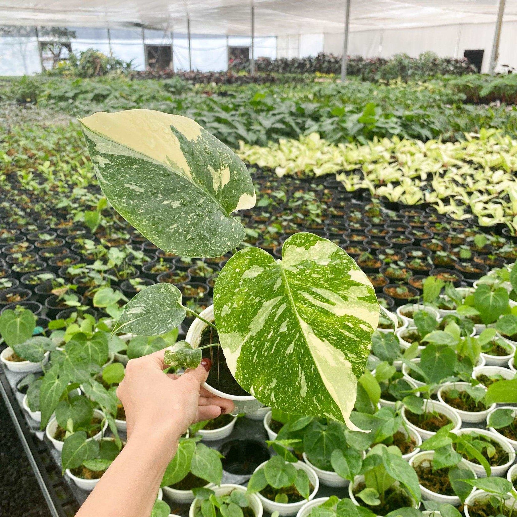 Shop Variegated Monstera Thai Constellation Mature Plant Premium Grade ...