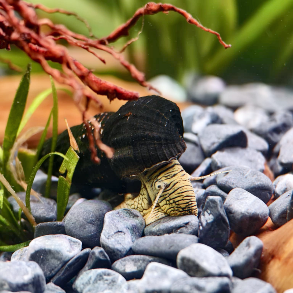 The Snail Spot Freshwater Wonders – Tropicflow