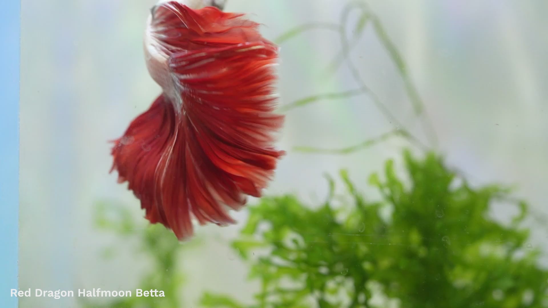 Tropicflow | Red Dragon Halfmoon Male Betta Fish