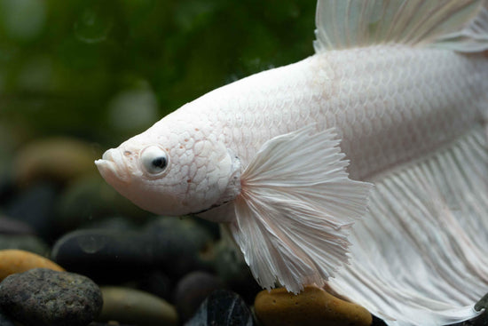 Tropicflow | Super White Dumbo Ear Halfmoon Male Betta Fish