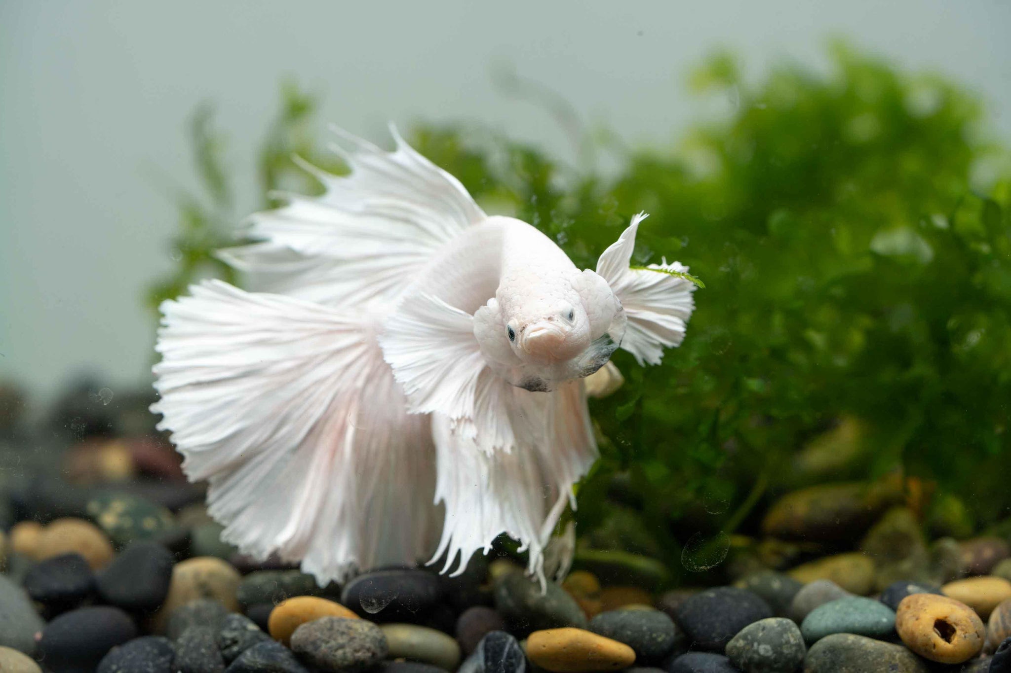 Tropicflow | Super White Dumbo Ear Halfmoon Male Betta Fish