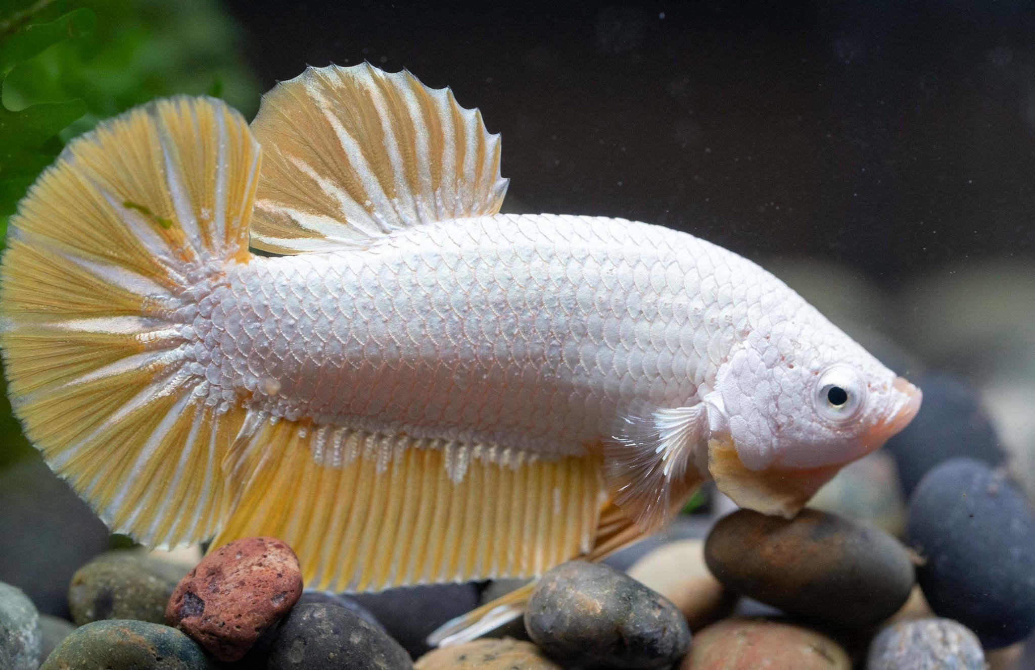 Tropicflow | Yellow Dragon Plakat Male Betta Fish