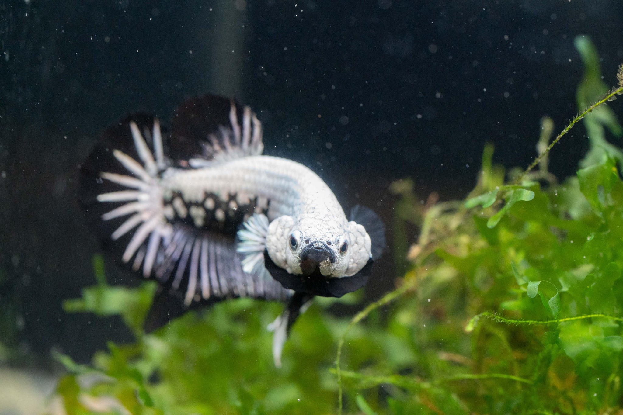 Black Dragon Plakat Male Betta Fish | Tropicflow
