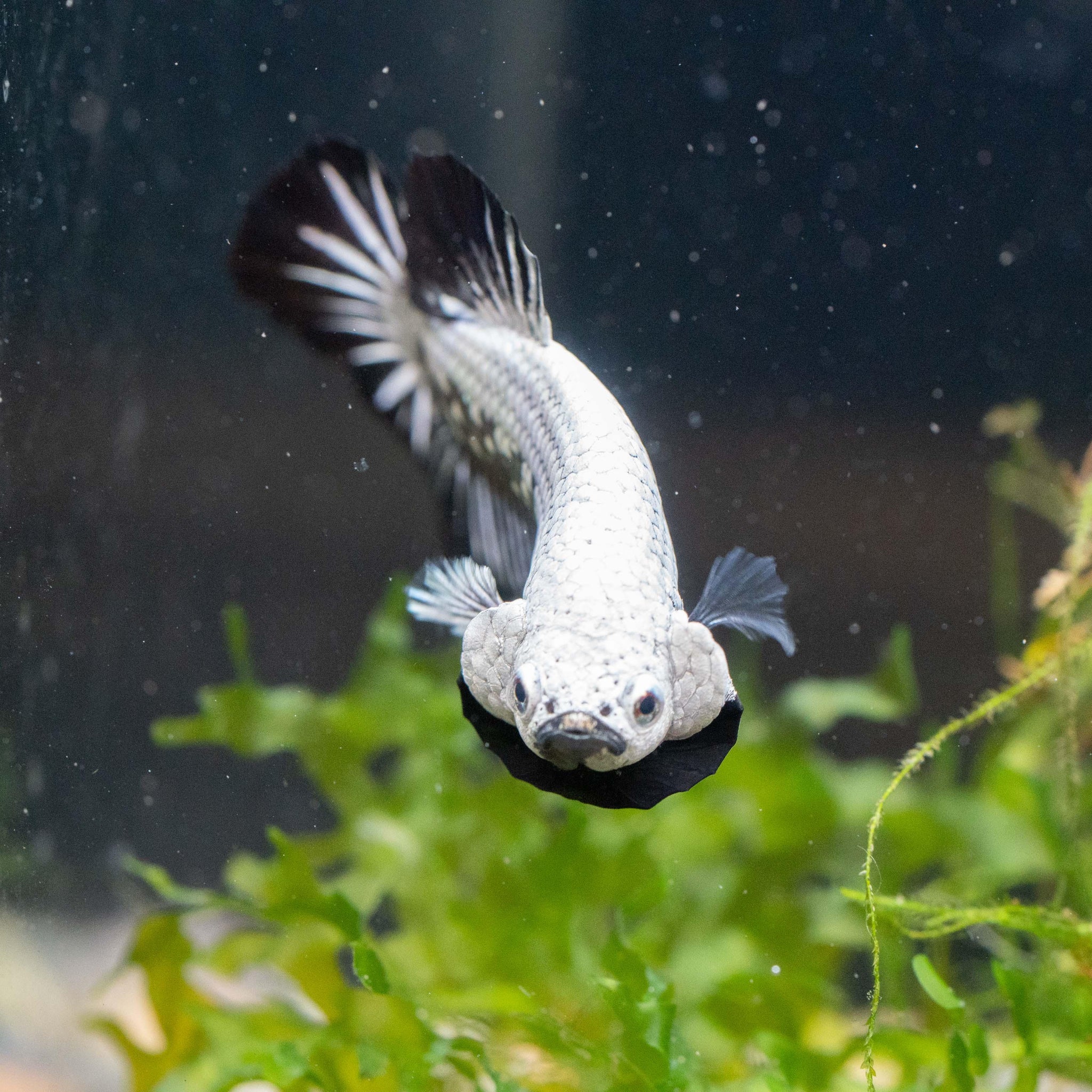 Black Dragon Plakat Male Betta Fish | Tropicflow