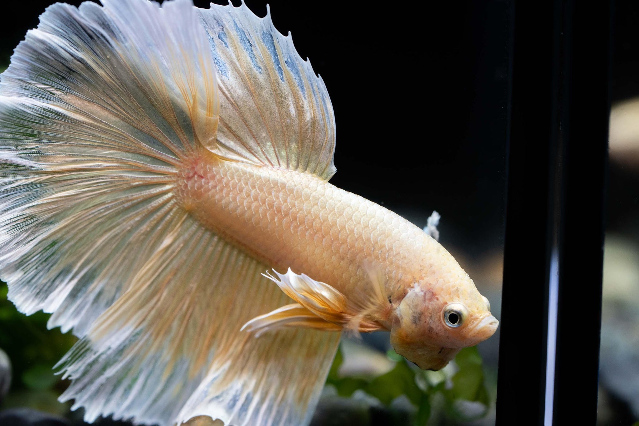 Tropicflow | Super Gold Halfmoon Male Betta Fish