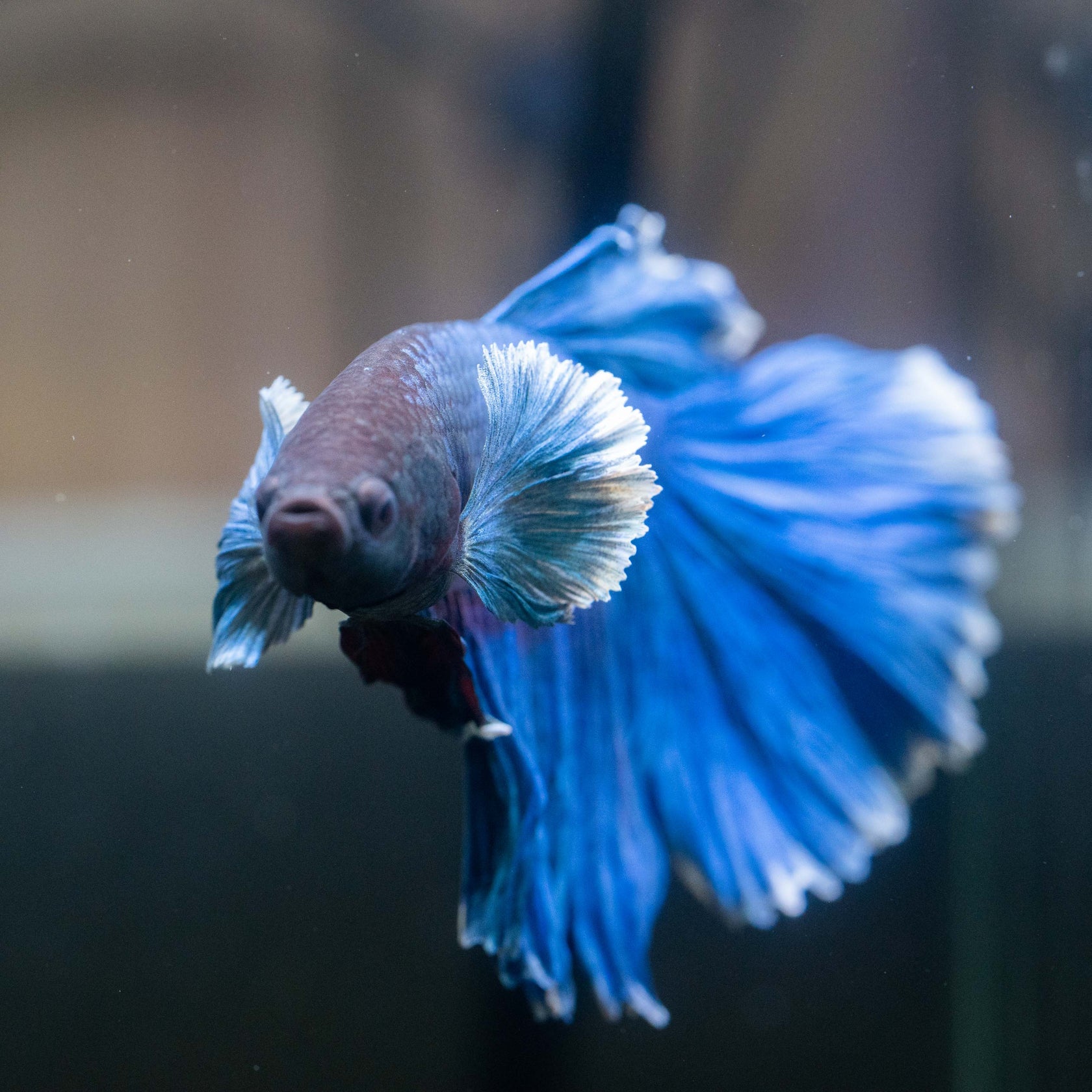 Tropicflow | Royal Blue Dumbo Halfmoon Male Betta Fish