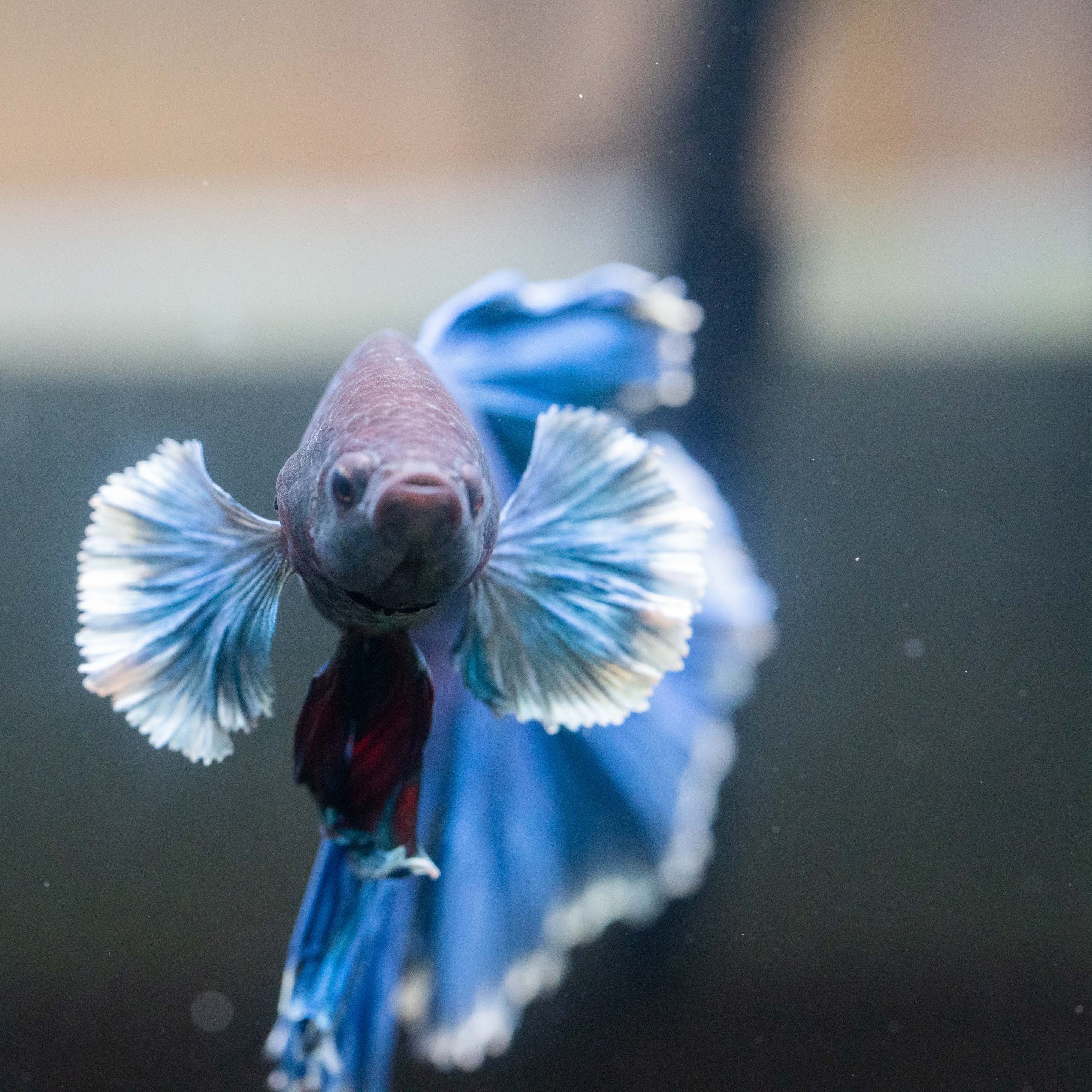 Tropicflow | Royal Blue Dumbo Halfmoon Male Betta Fish