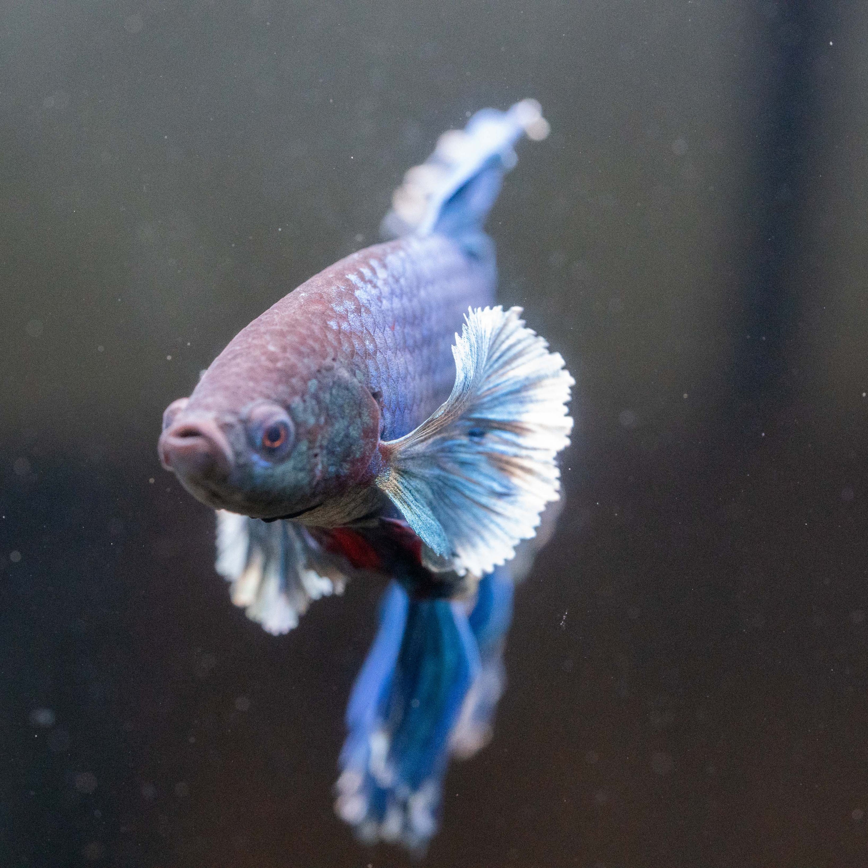Tropicflow | Royal Blue Dumbo Halfmoon Male Betta Fish