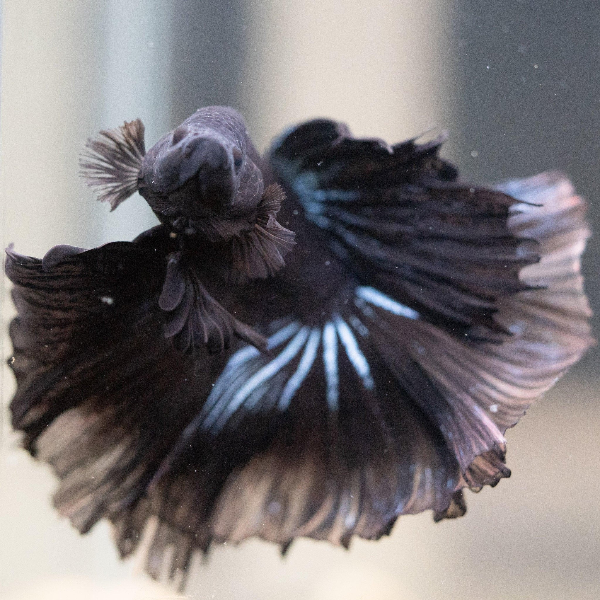 Tropicflow | Super Black Halfmoon Male Betta Fish