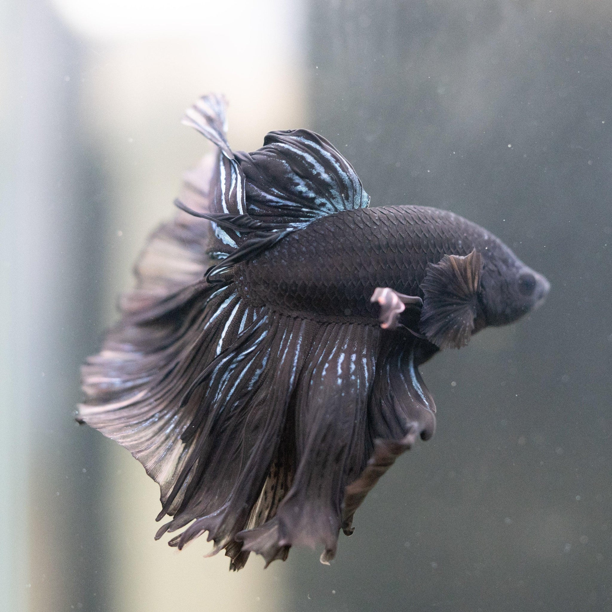 Tropicflow | Super Black Halfmoon Male Betta Fish