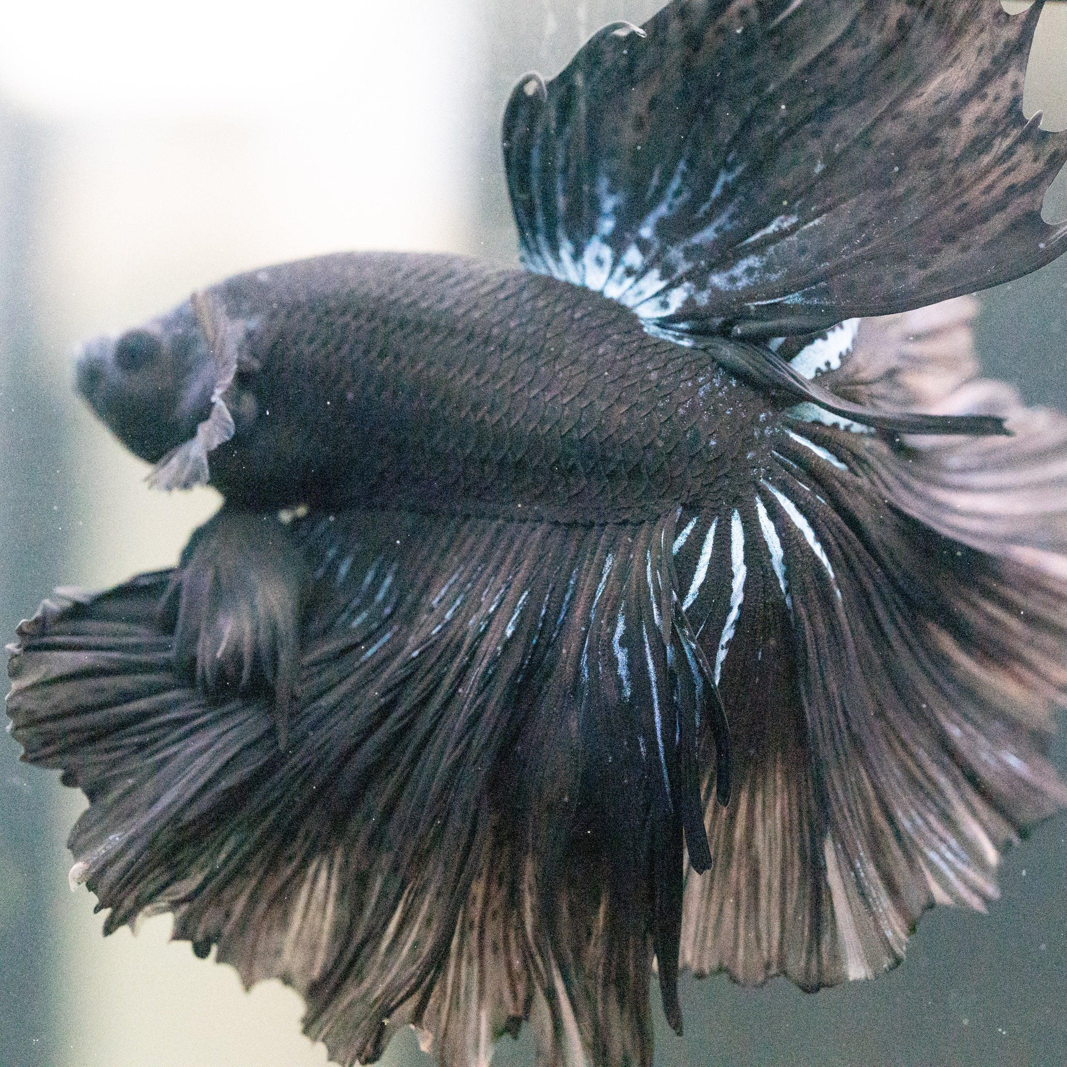 Tropicflow | Super Black Halfmoon Male Betta Fish
