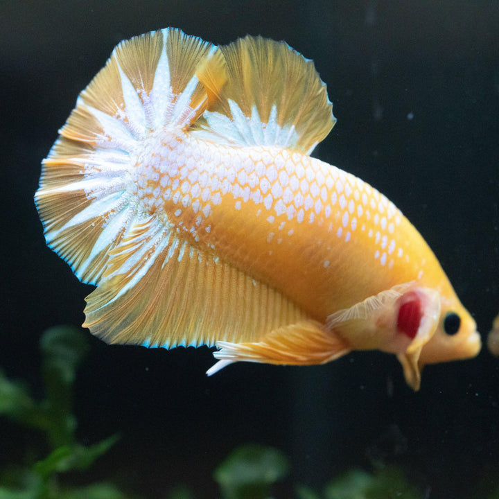 Tropicflow | Tropical Fish Store Fueled By Passion