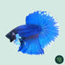 Tropicflow | Royal Blue Dumbo Halfmoon Male Betta Fish