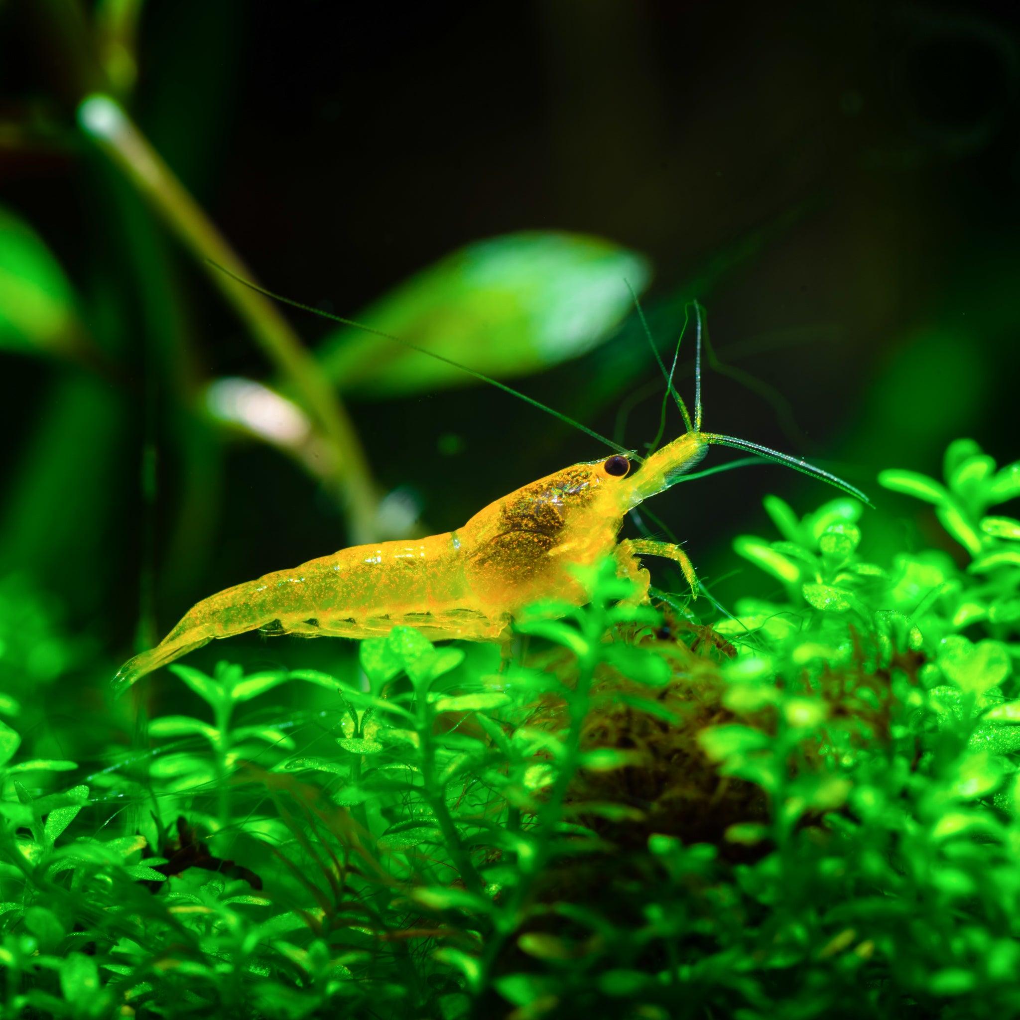 Tropicflow | Yellow Golden Back Neocaridina Shrimp