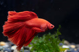 Tropicflow | Super Red Halfmoon Male Betta Fish